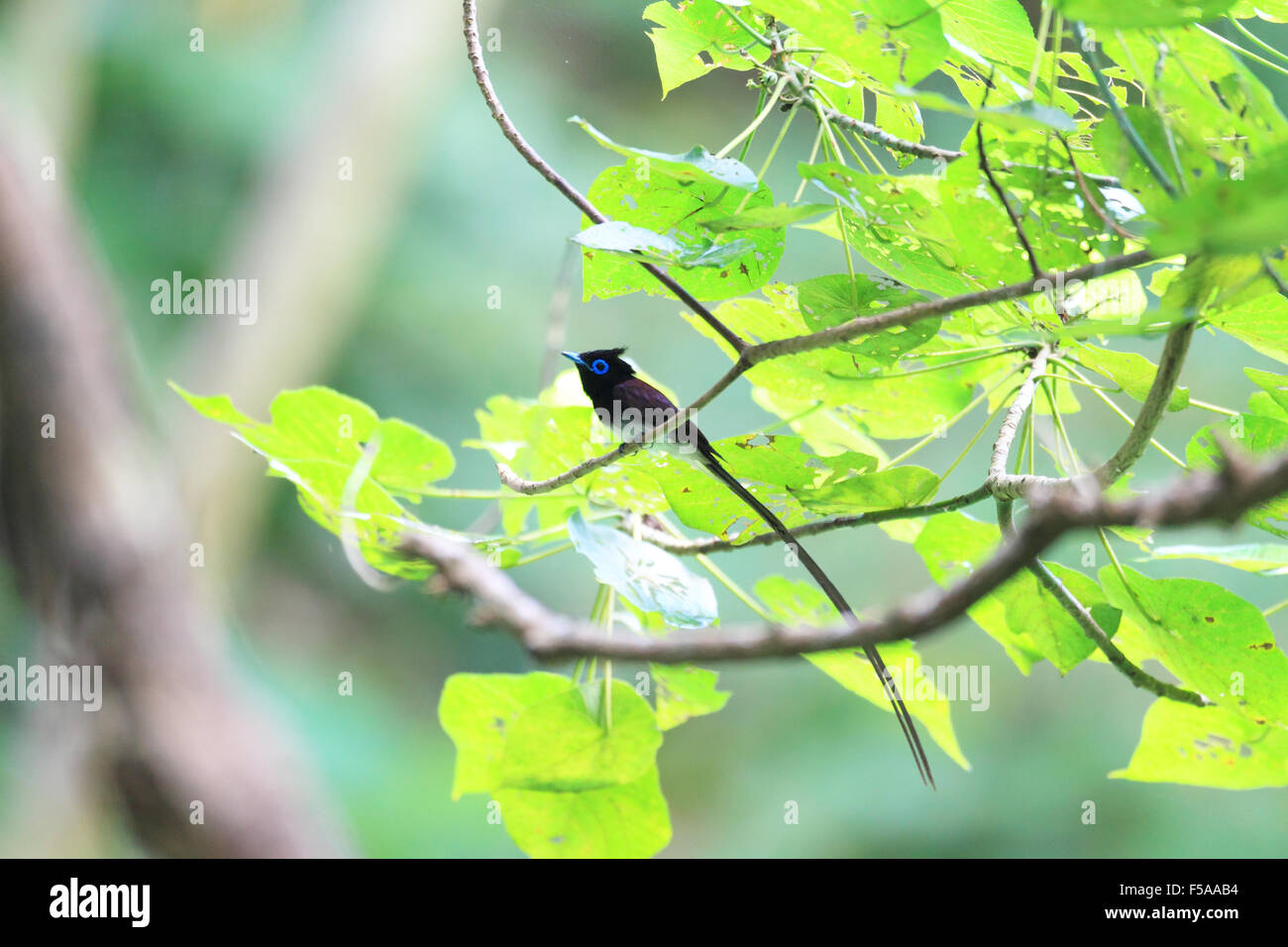 Japanese Paradise Flycatcher (Terpsiphone atrocaudata) in Japan Stock ...
