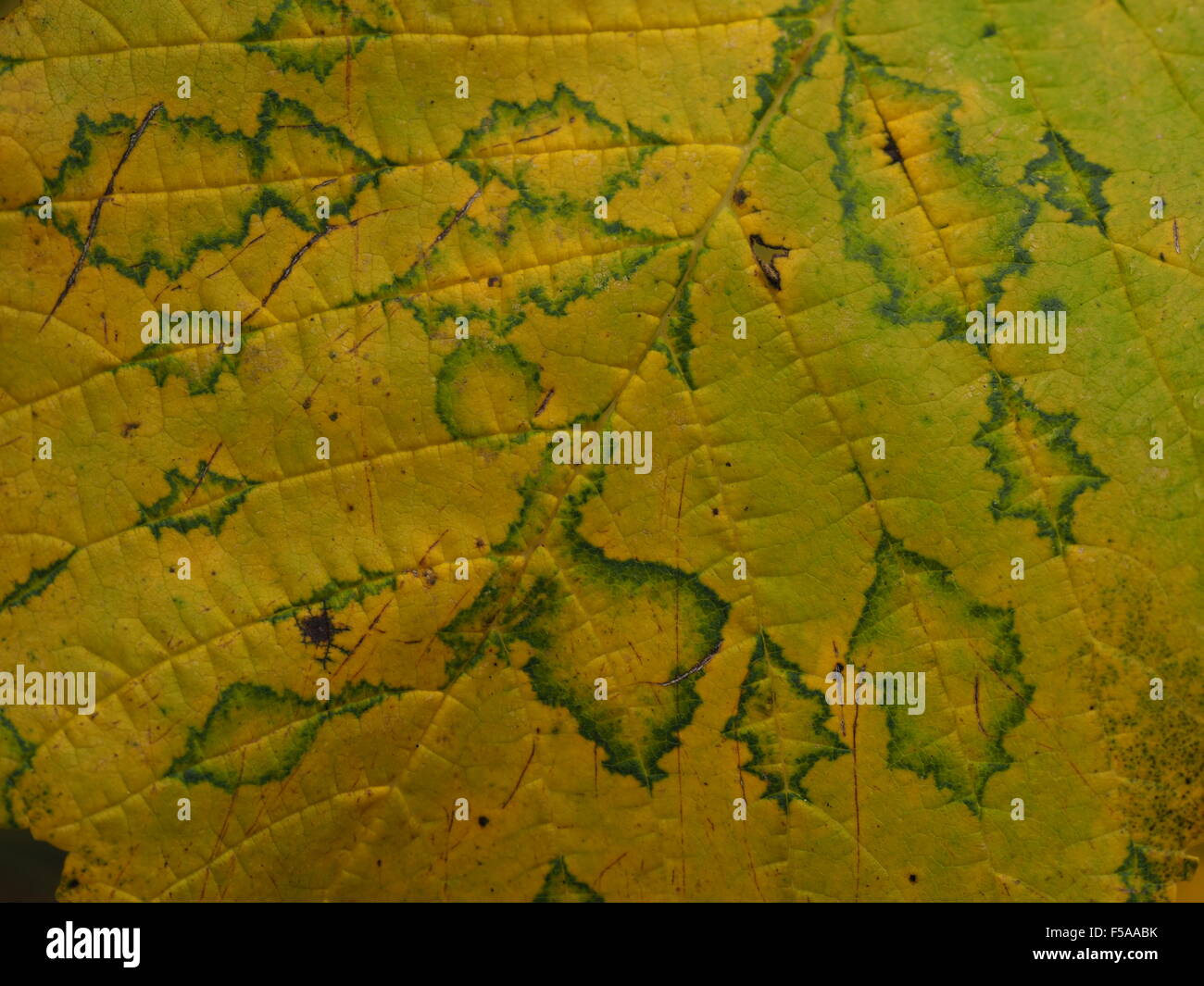 Parallel leaf veins hi-res stock photography and images - Alamy