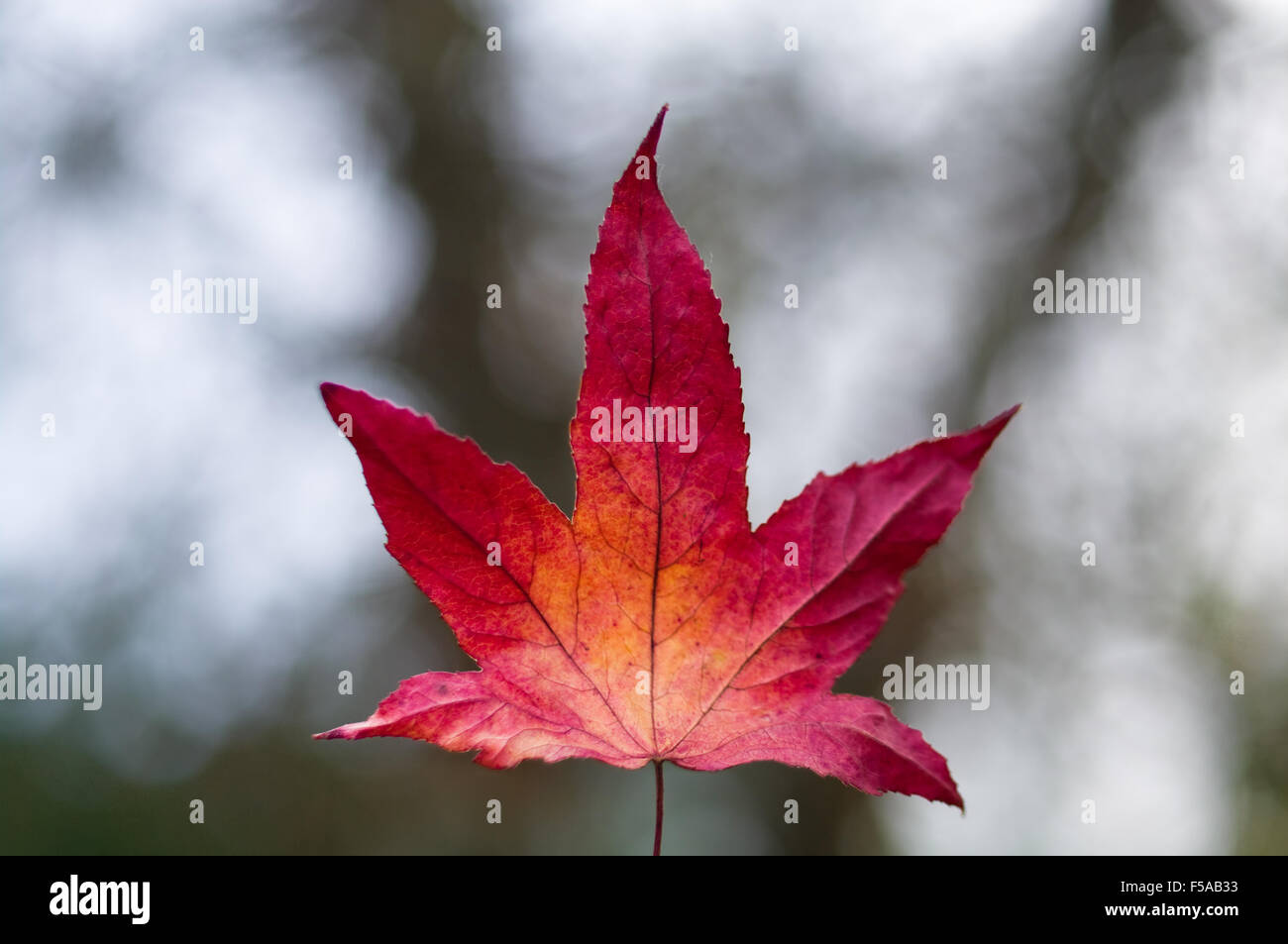 Red maple leaf against a blurred background Stock Photo - Alamy