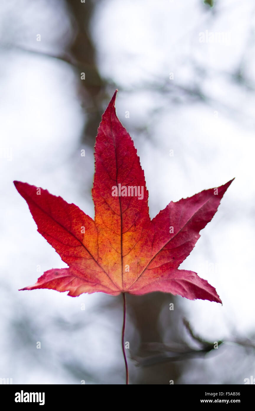 Red maple leaf against a blurred light background Stock Photo - Alamy