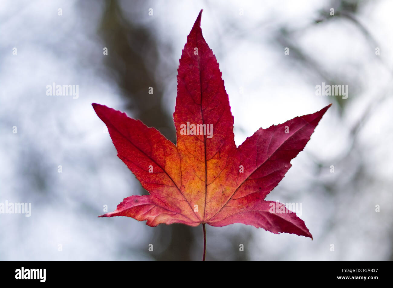 Red maple leaf against a blurred light background Stock Photo - Alamy