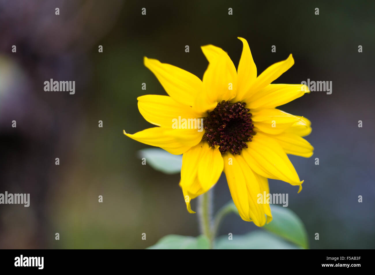 Small sunflower hi-res stock photography and images - Alamy