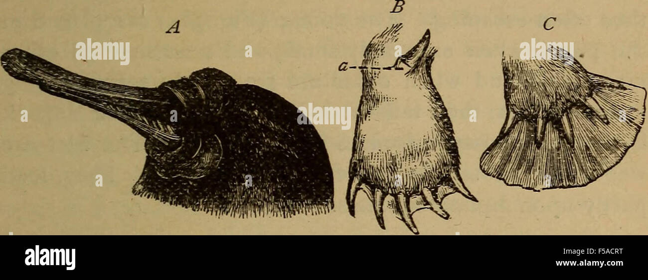 Elements of zoölogy Stock Photo - Alamy