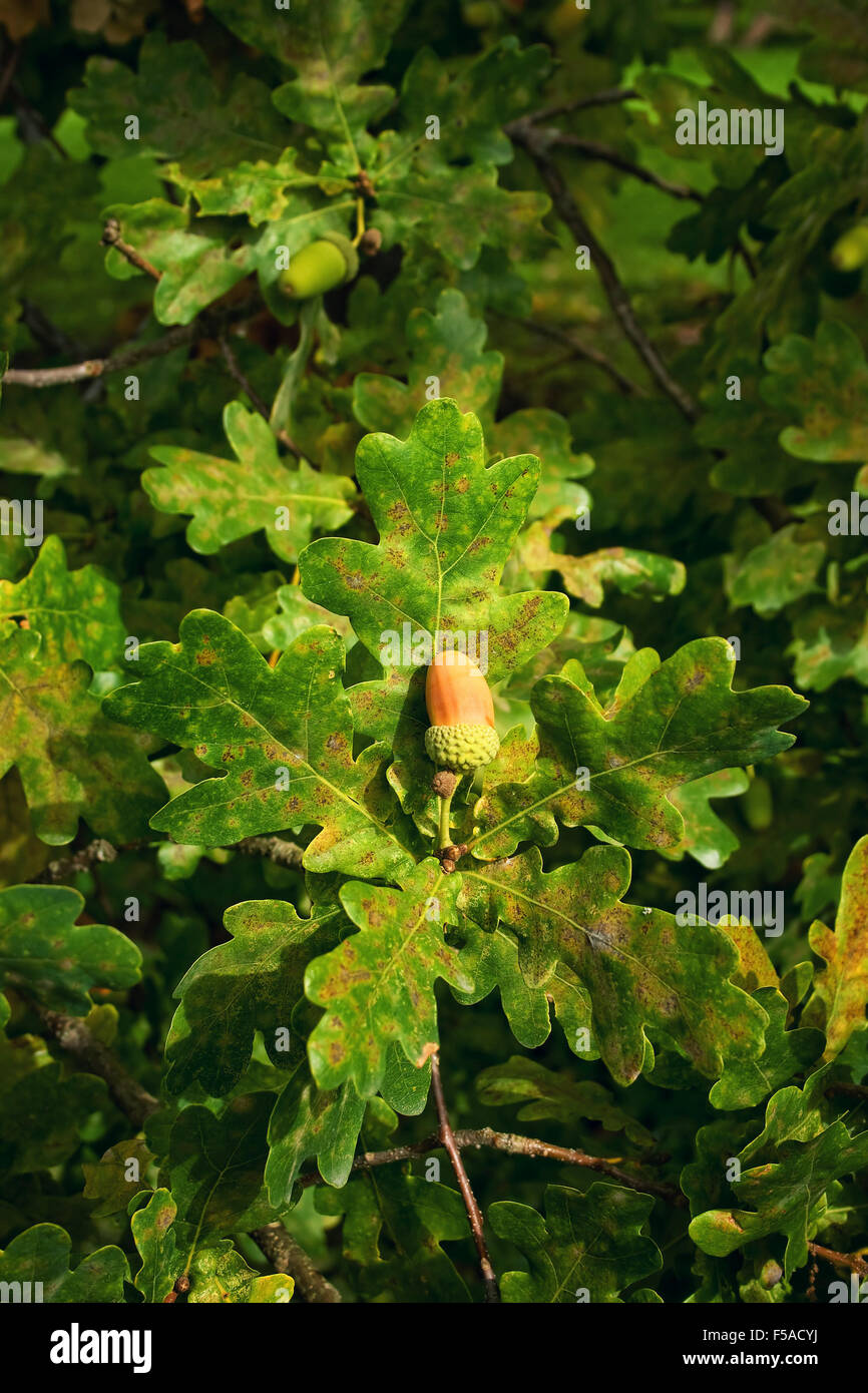 foliage and acorn Stock Photo - Alamy