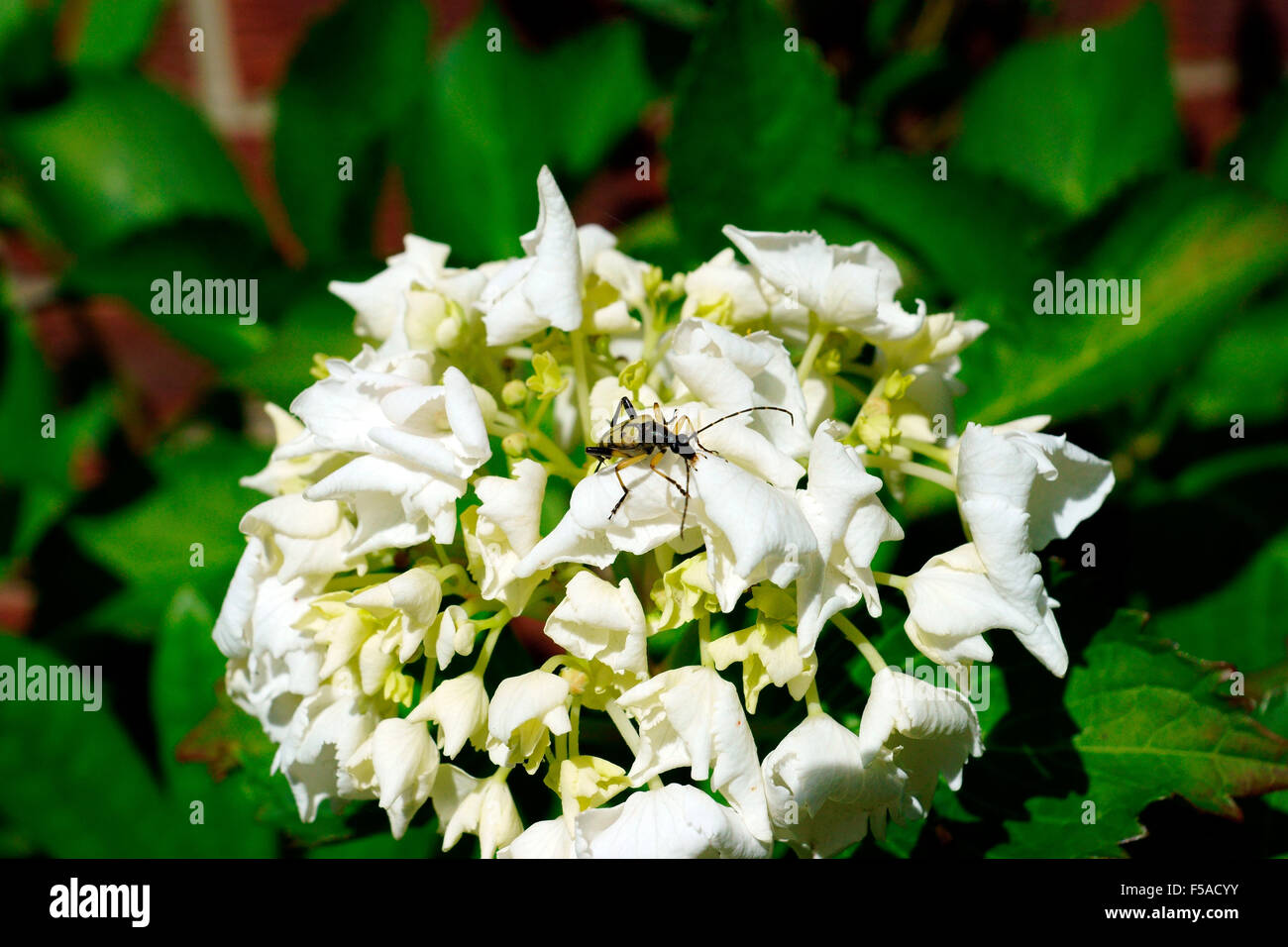 SAWFLY (SYMPHYTA HYMENOPTERA) ON A HYDRANGEA FLOWER Stock Photo - Alamy
