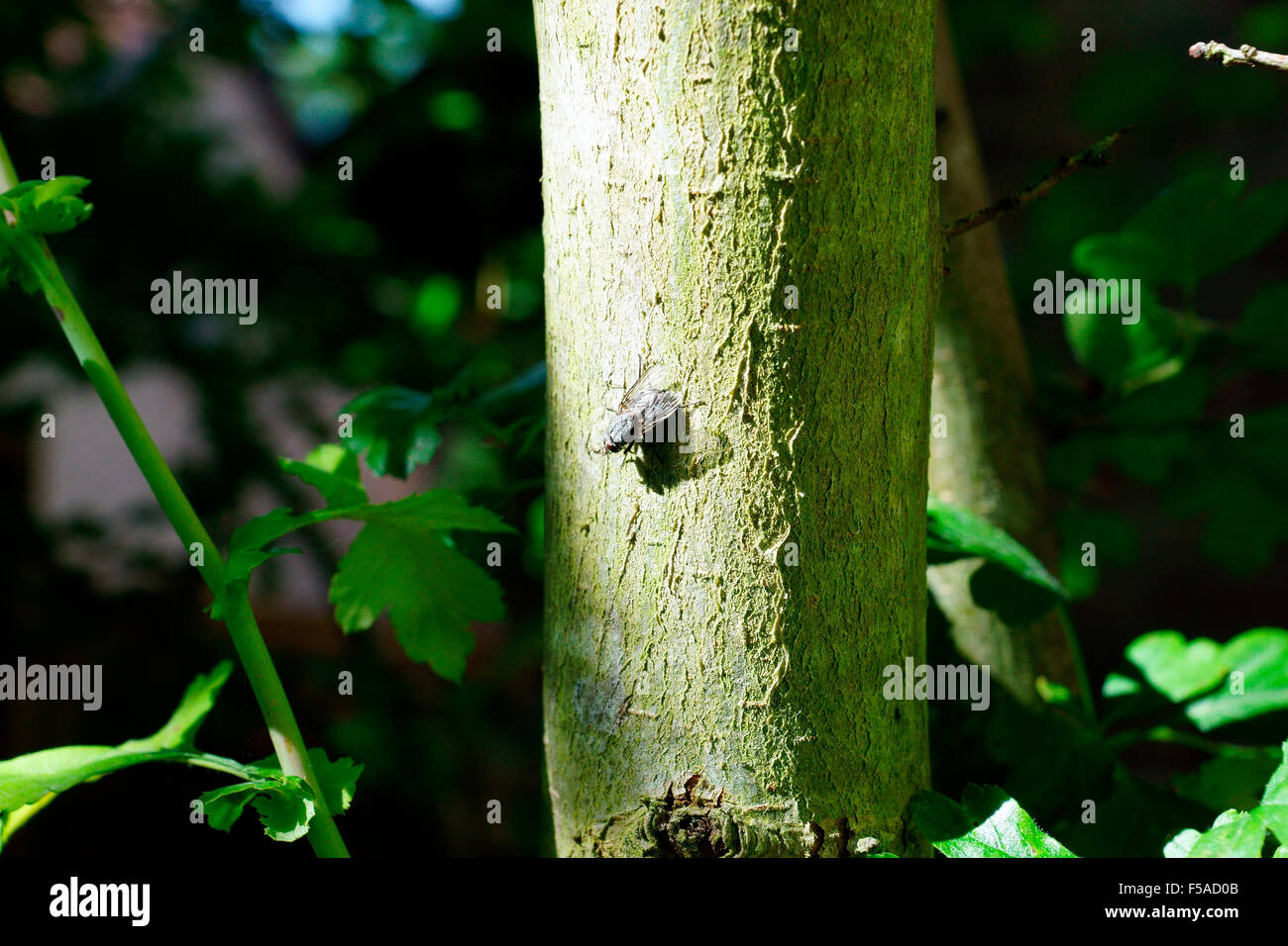 HOUSE FLY ON A TREE Stock Photo - Alamy