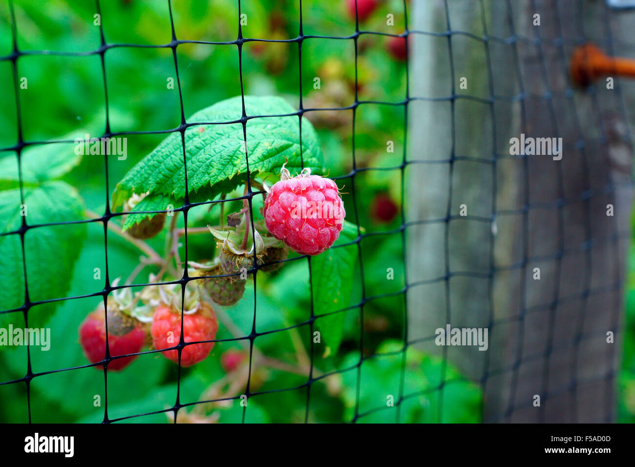Raspberry ripple flower hi-res stock photography and images - Alamy