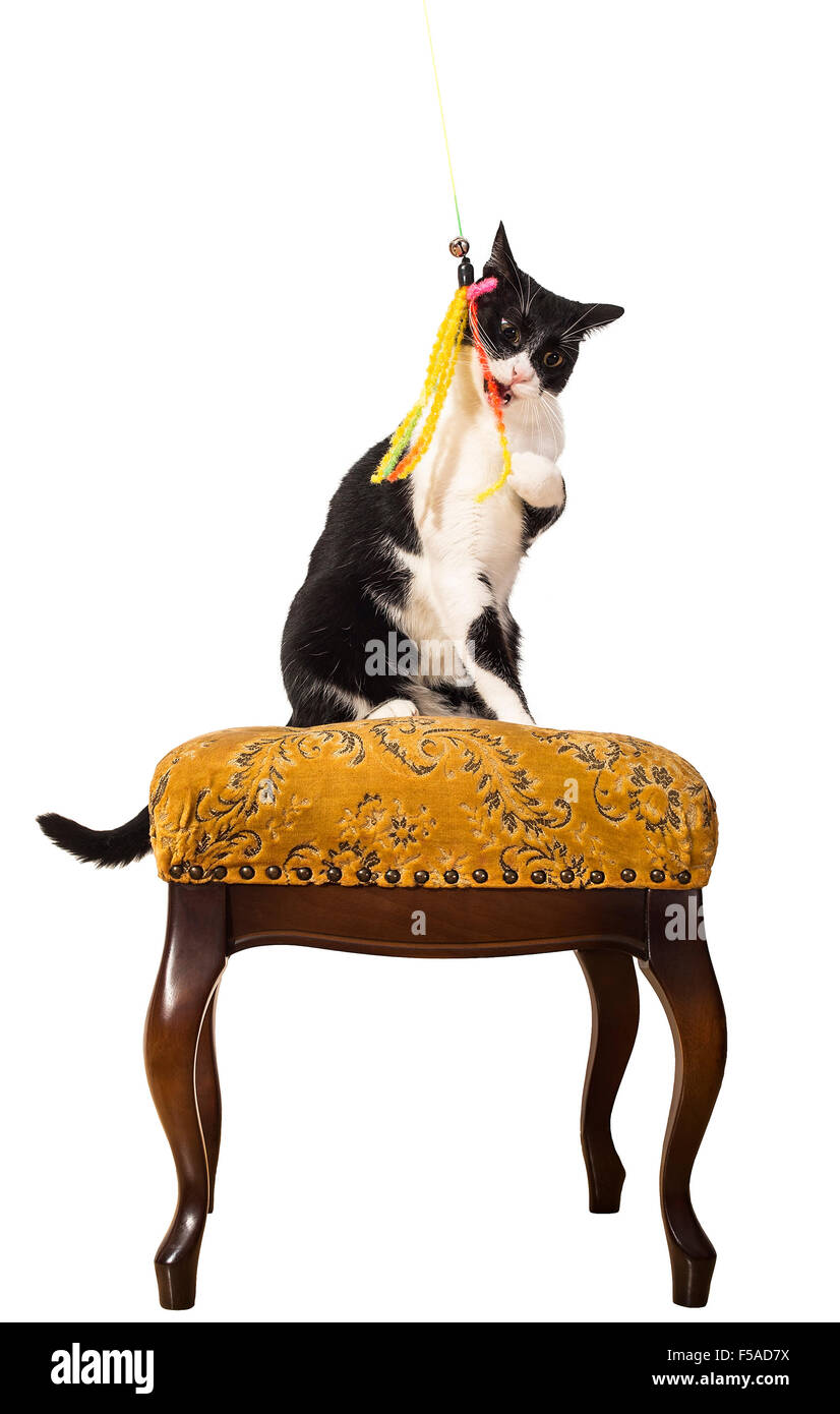 Cat on a chair hi-res stock photography and images - Alamy
