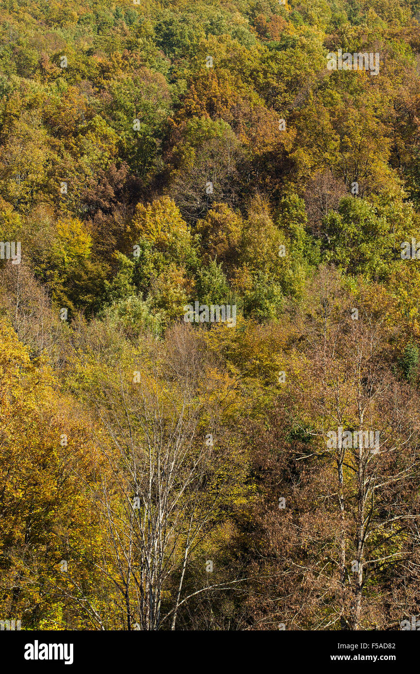 Colorfull, autumn forest in many colours Stock Photo - Alamy