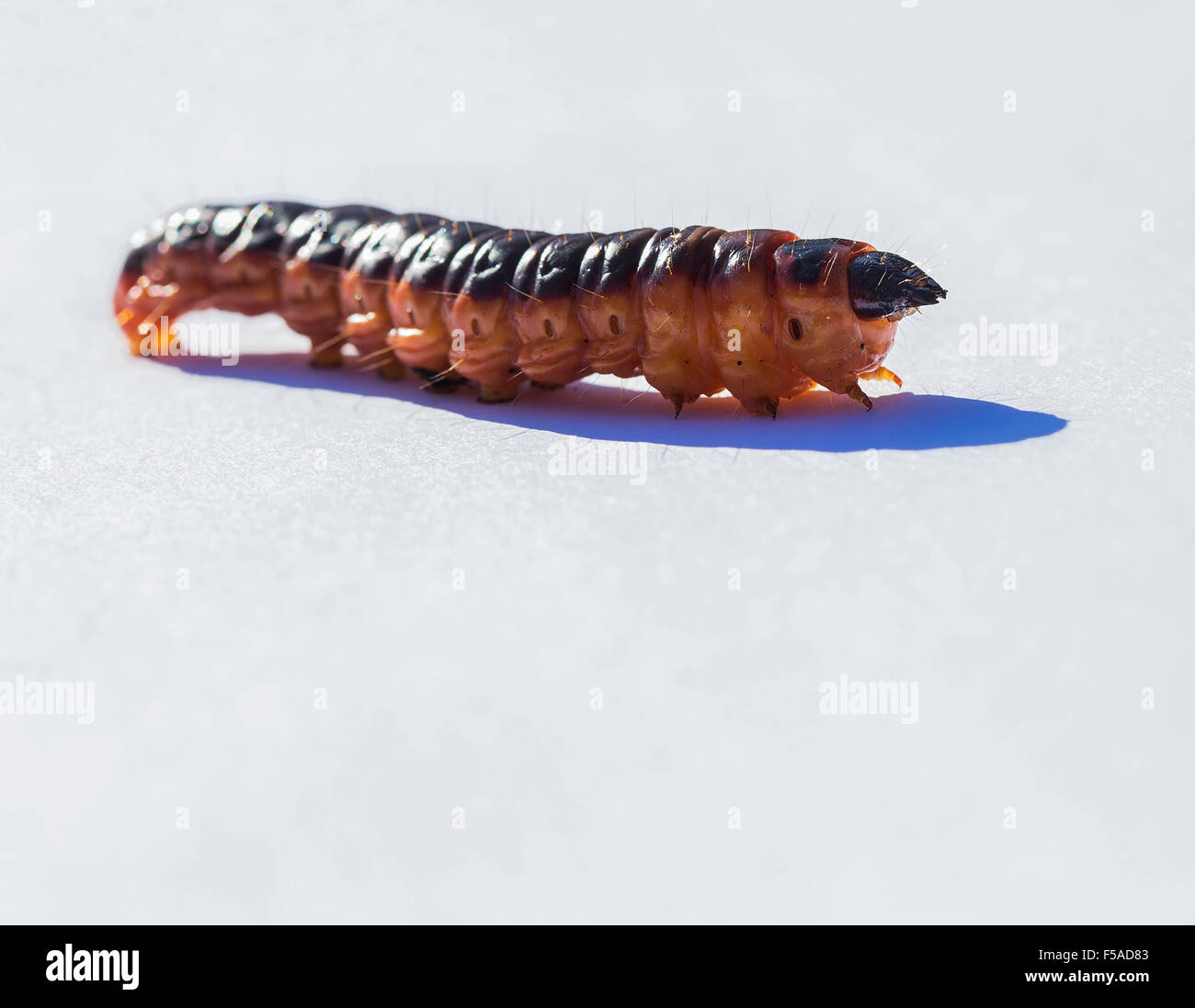 Cossus cossus, known as the goat moth Stock Photo - Alamy