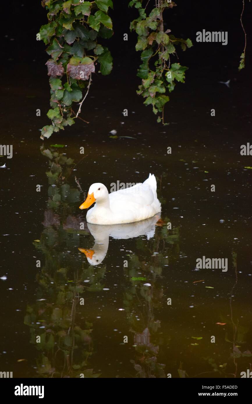 Graceful duck hi-res stock photography and images - Alamy