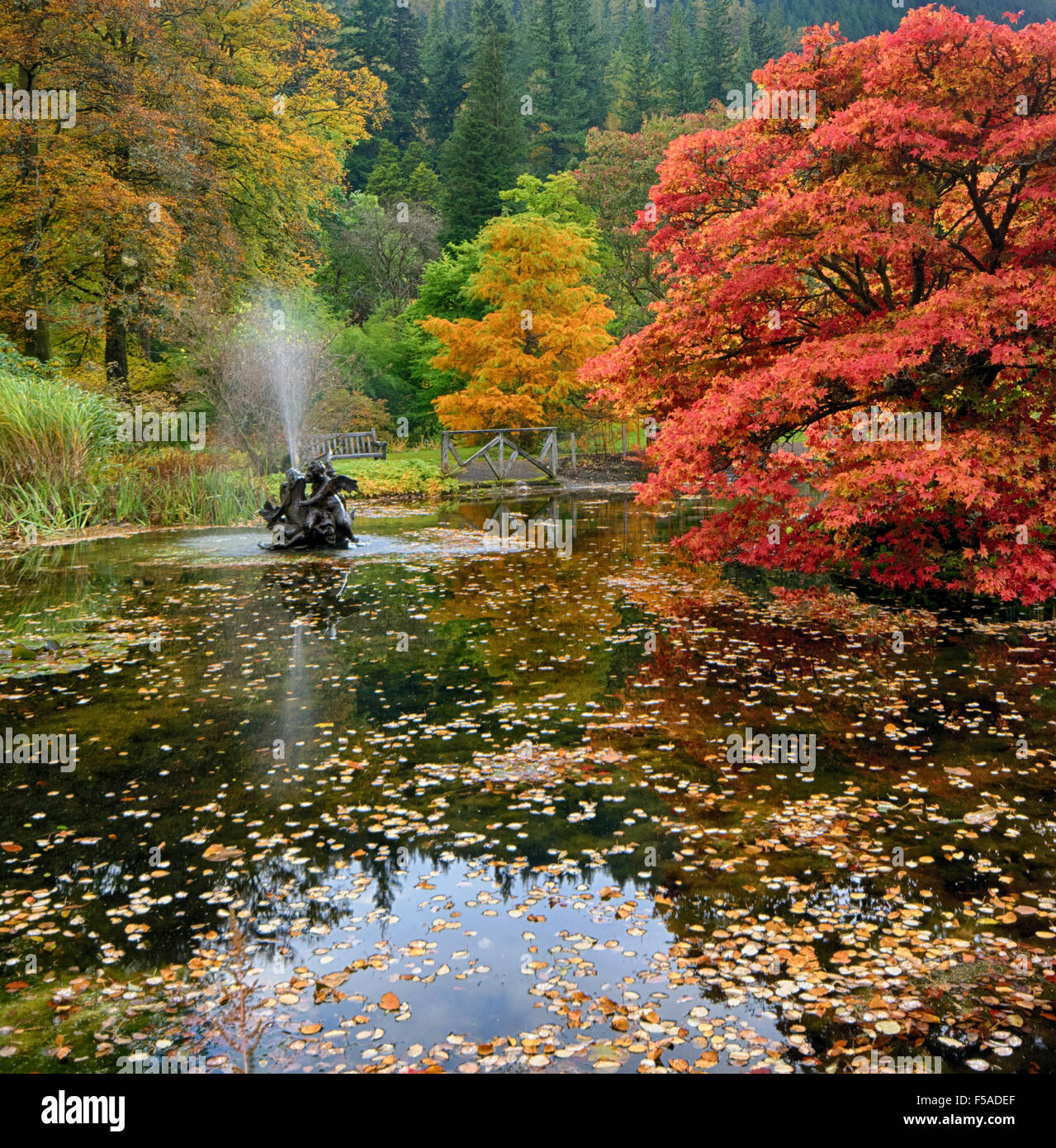 Benmore botanic garden hi-res stock photography and images - Alamy