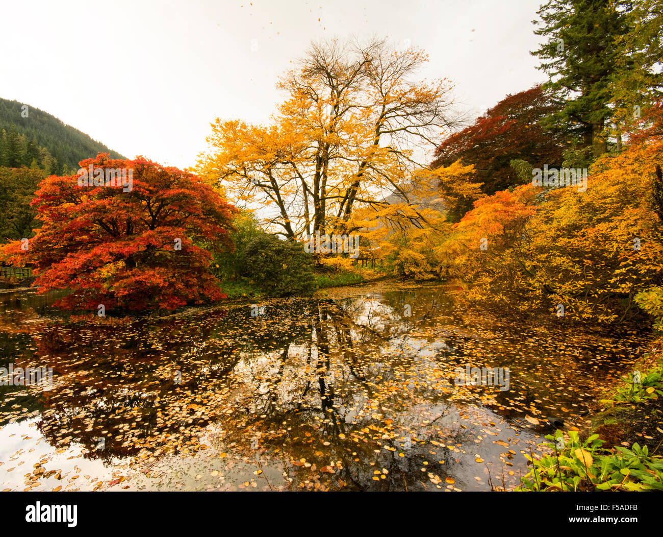 Benmore Botanic Gardens Stock Photo - Alamy