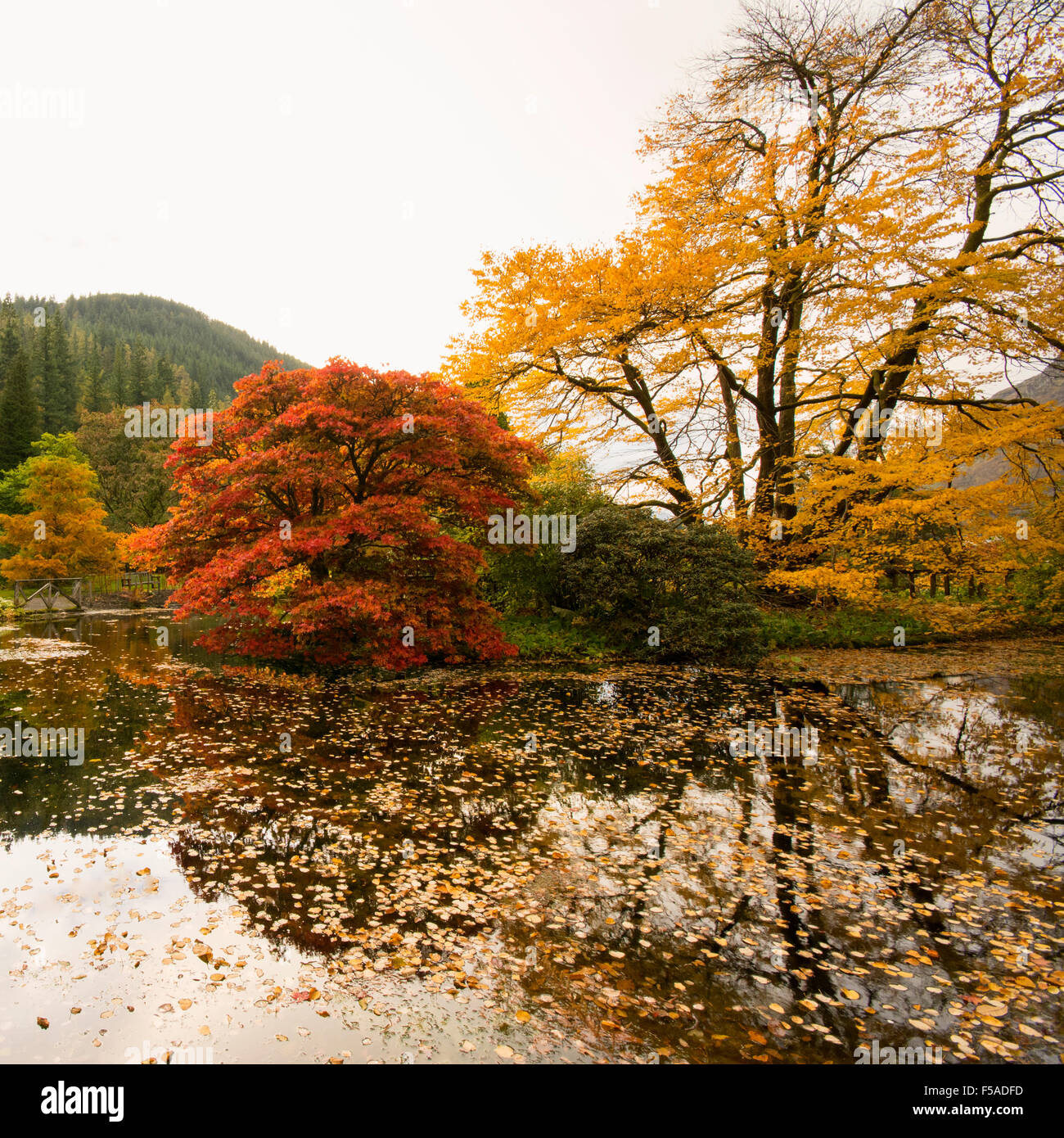 Benmore botanic garden hi-res stock photography and images - Alamy
