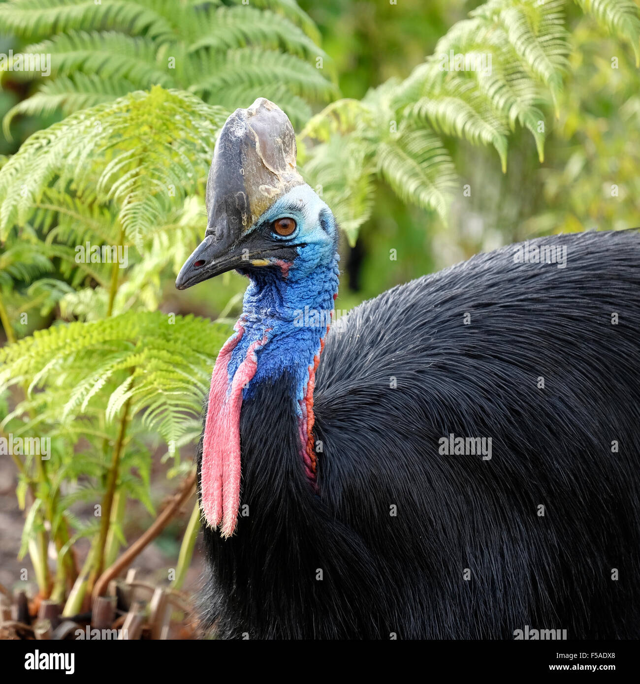 Cassowary kick hi-res stock photography and images - Alamy