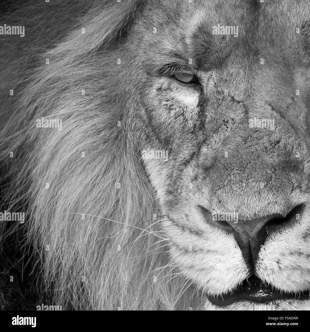 Hairy lion hi-res stock photography and images - Alamy