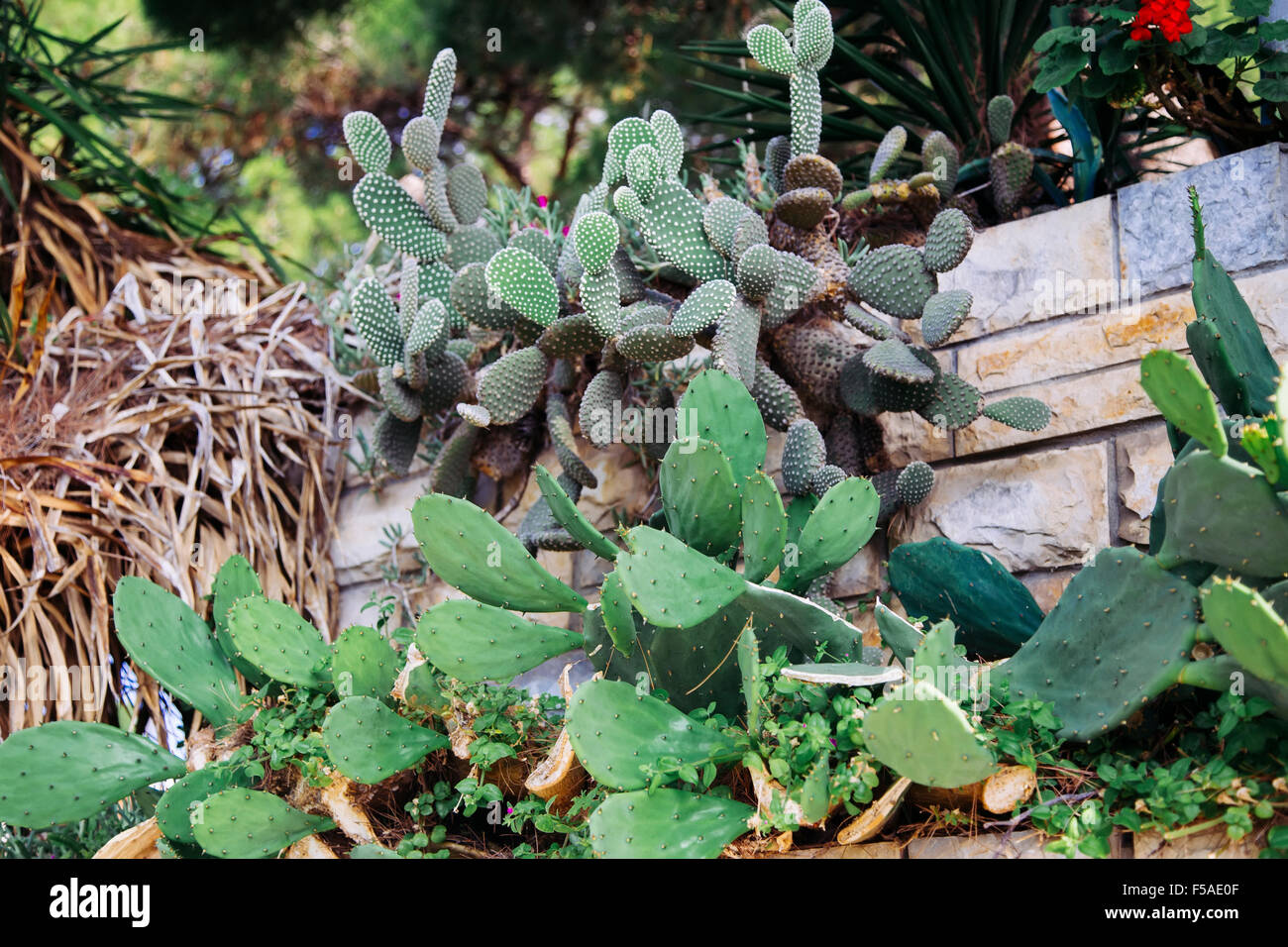Cactus flower pattern hi-res stock photography and images - Alamy
