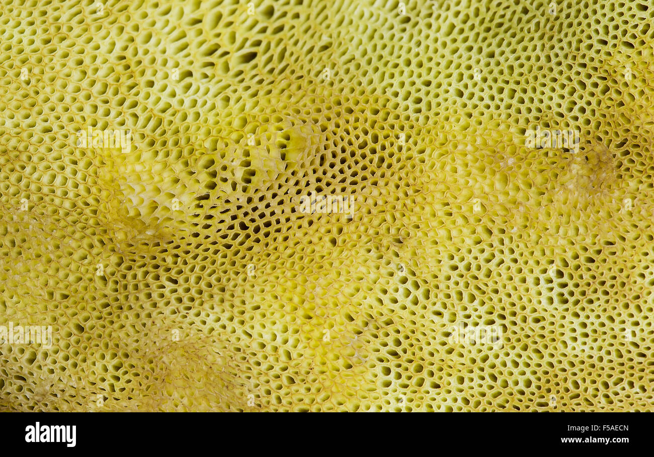 mushroom texture, showing little cells Stock Photo - Alamy