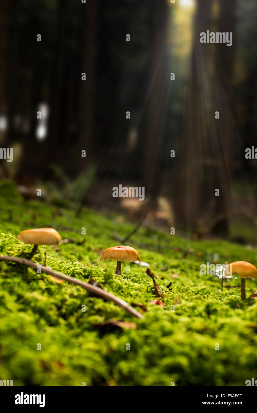 Small mushrooms hi-res stock photography and images - Alamy