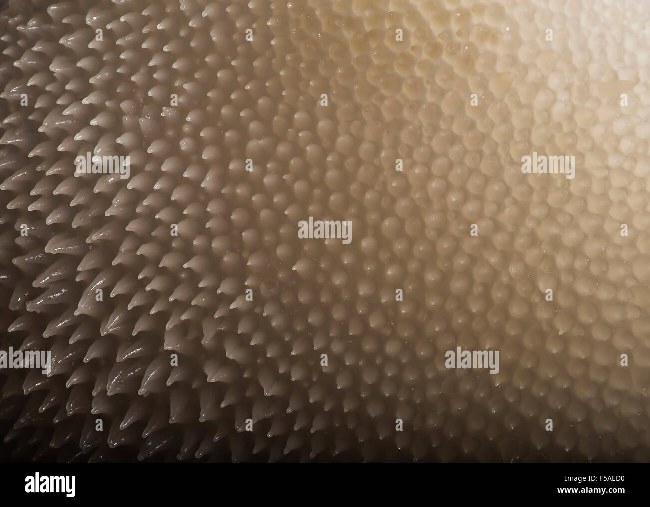 Mushroom texture hi-res stock photography and images - Alamy