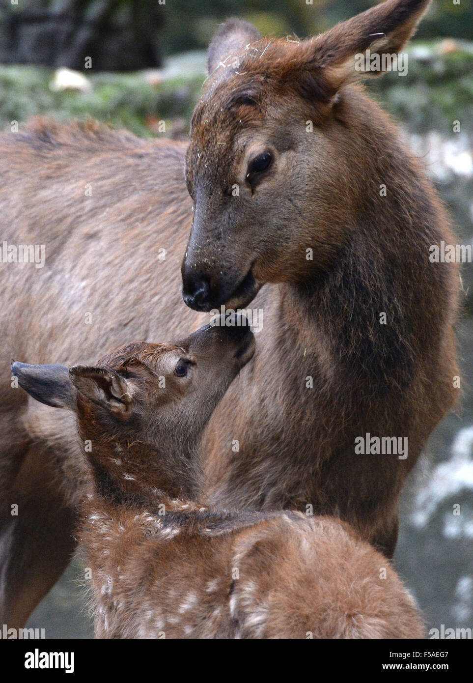 Hamburg, Germany. 30th Oct, 2015. A newly born baby elk (Cervus ...