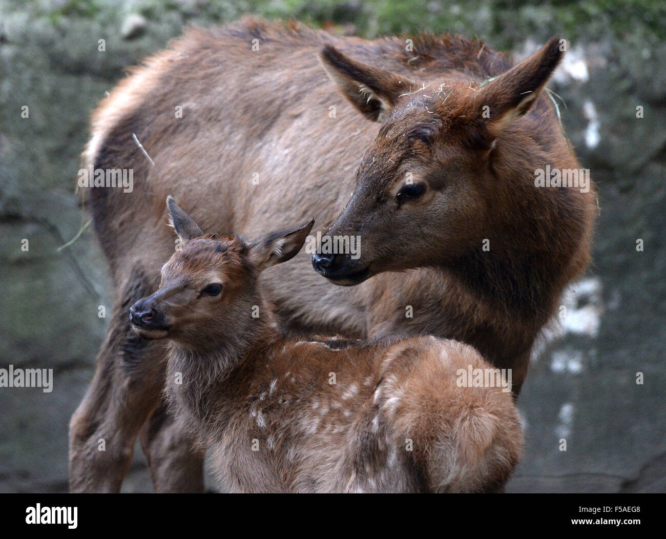 Hamburg, Germany. 30th Oct, 2015. A newly born baby elk (Cervus ...