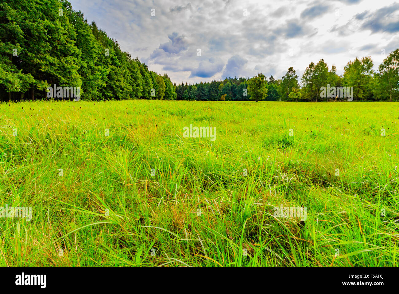 Virgin forest hi-res stock photography and images - Alamy