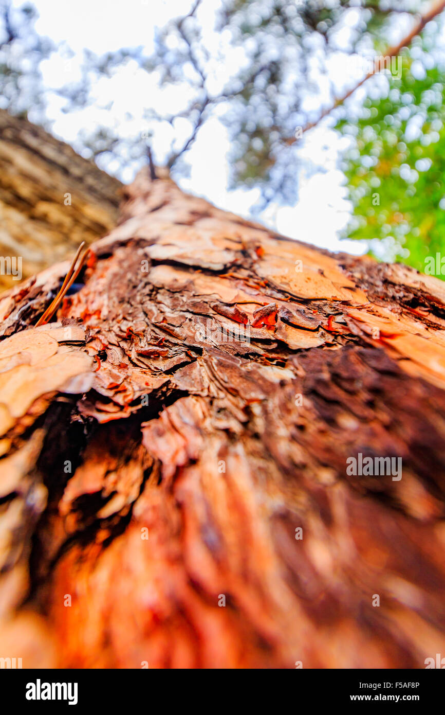 Tree / trunk texture with very shallow depth of field Stock Photo - Alamy