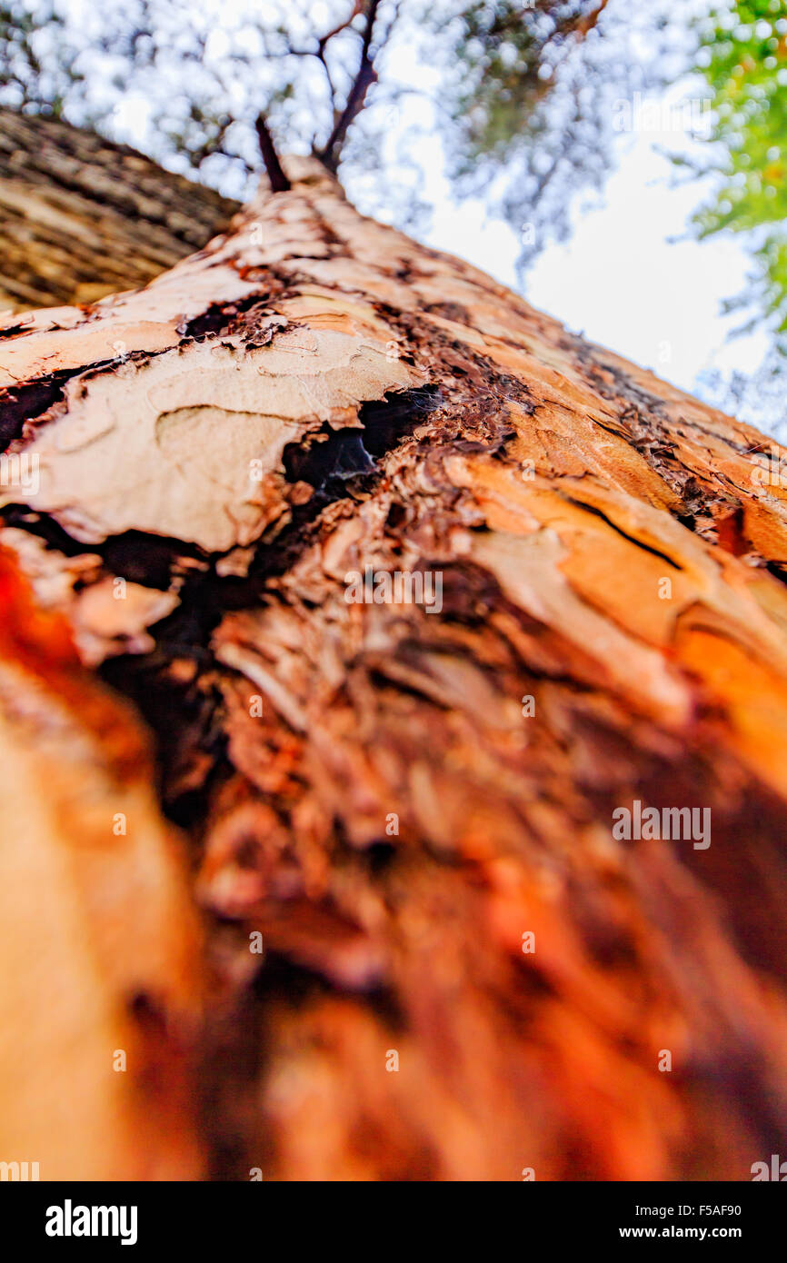 Tree / trunk texture with very shallow depth of field Stock Photo - Alamy
