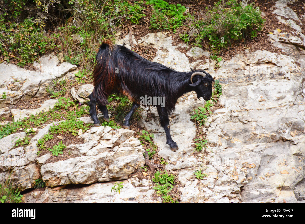 Goat climbing on rock hi-res stock photography and images - Alamy