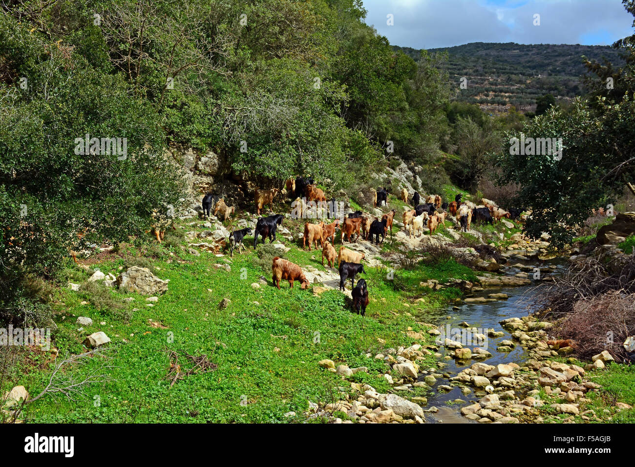 Goat herd grazing in the Galilee, Israel Stock Photo - Alamy