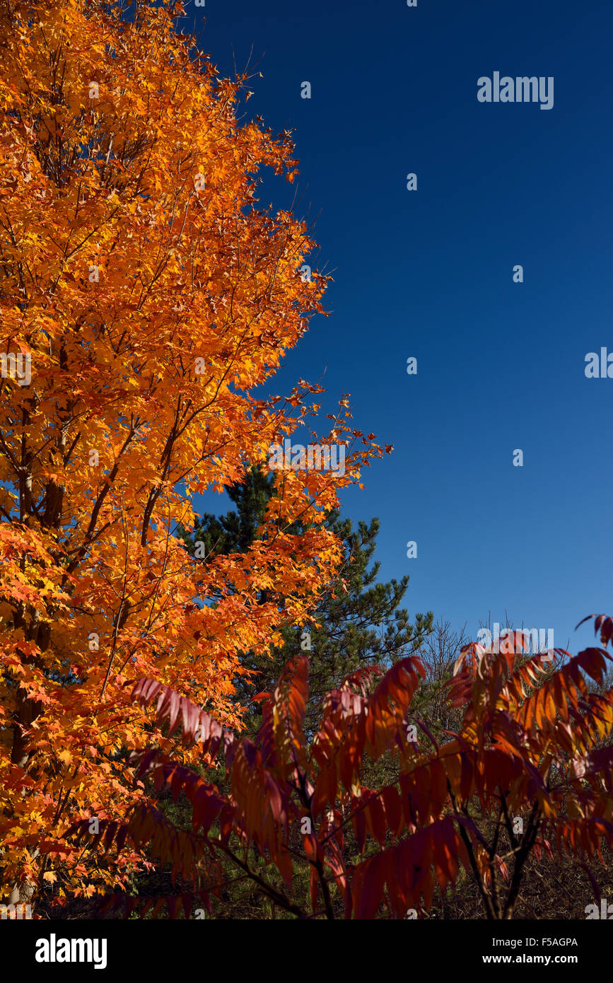 Orange Maple tree and sumac on a Fall morning with blue sky Stock Photo ...