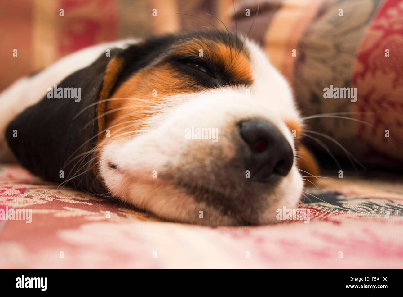 Beagle puppy sleeping on sofa Stock Photo - Alamy