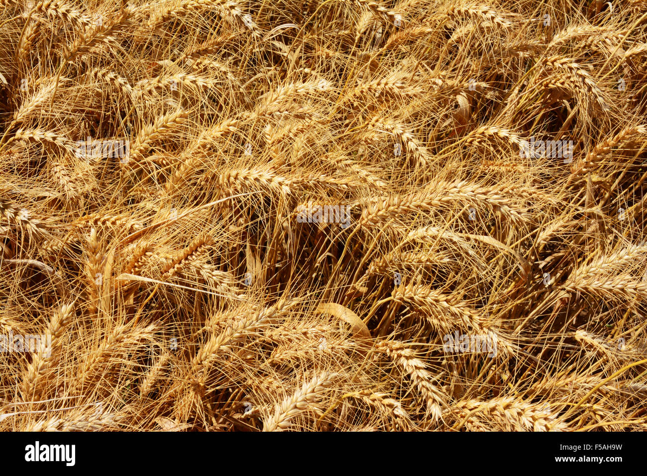Wheat Harvest Vintage Stock Photos & Wheat Harvest Vintage Stock Images ...