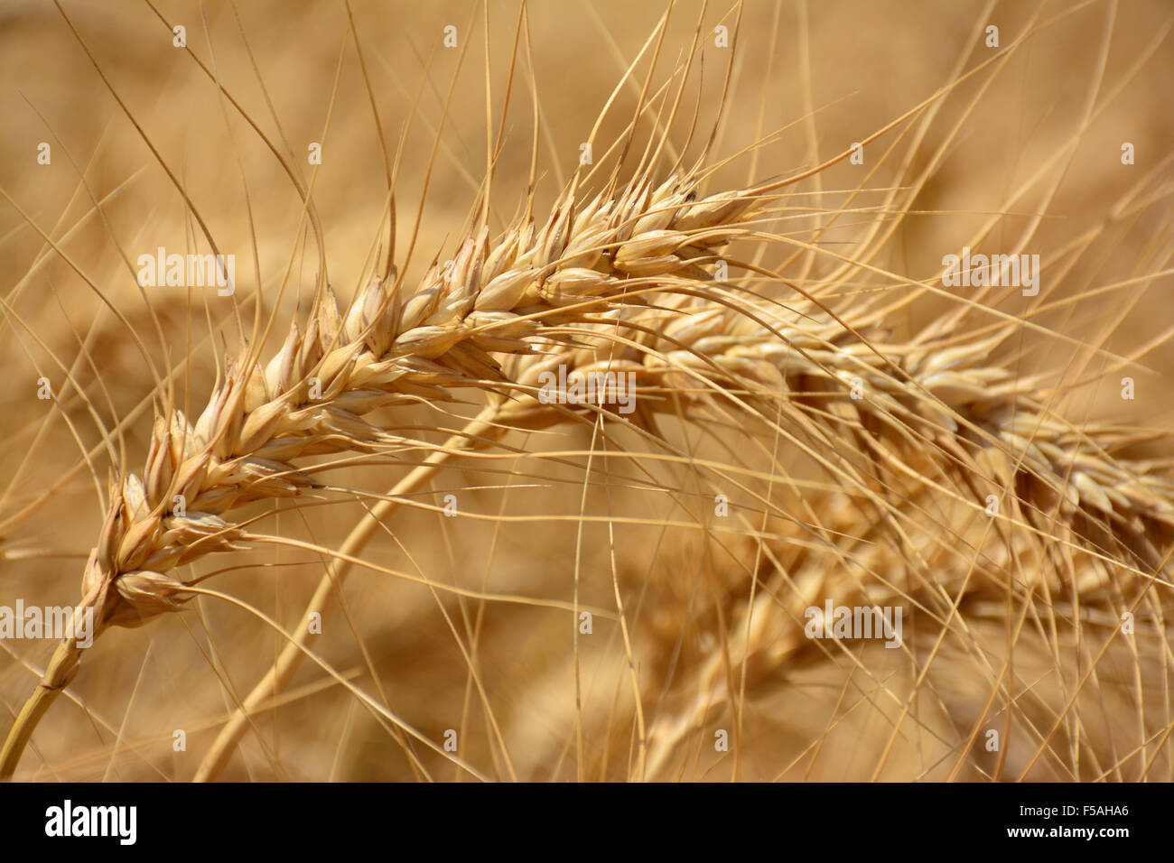 Wheat harvest vintage hi-res stock photography and images - Alamy