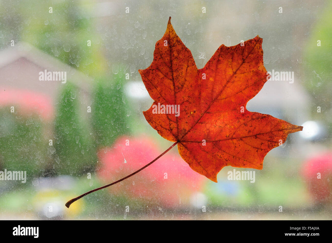 Wet maple leaf hi-res stock photography and images - Alamy
