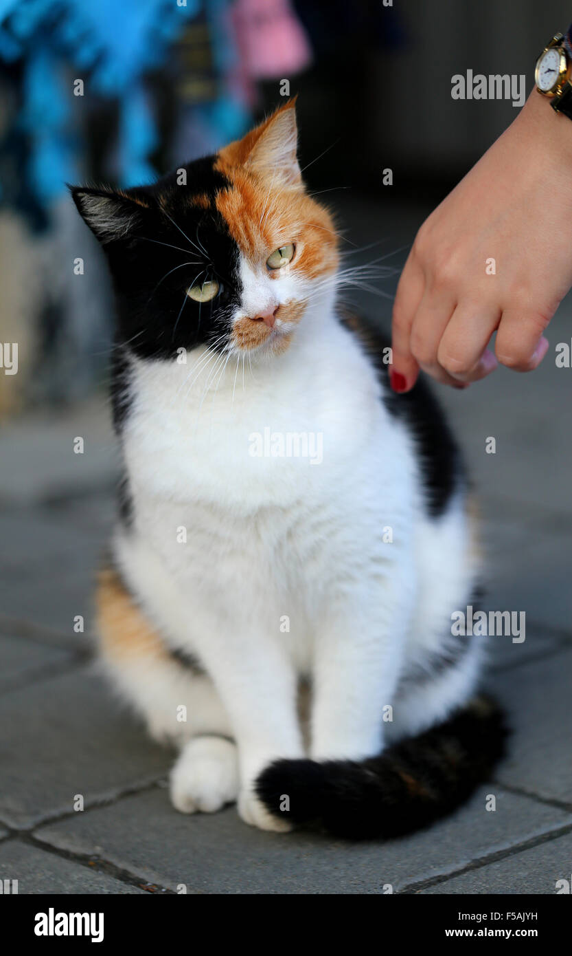 Beautiful three colored cat photographed close up Stock Photo - Alamy