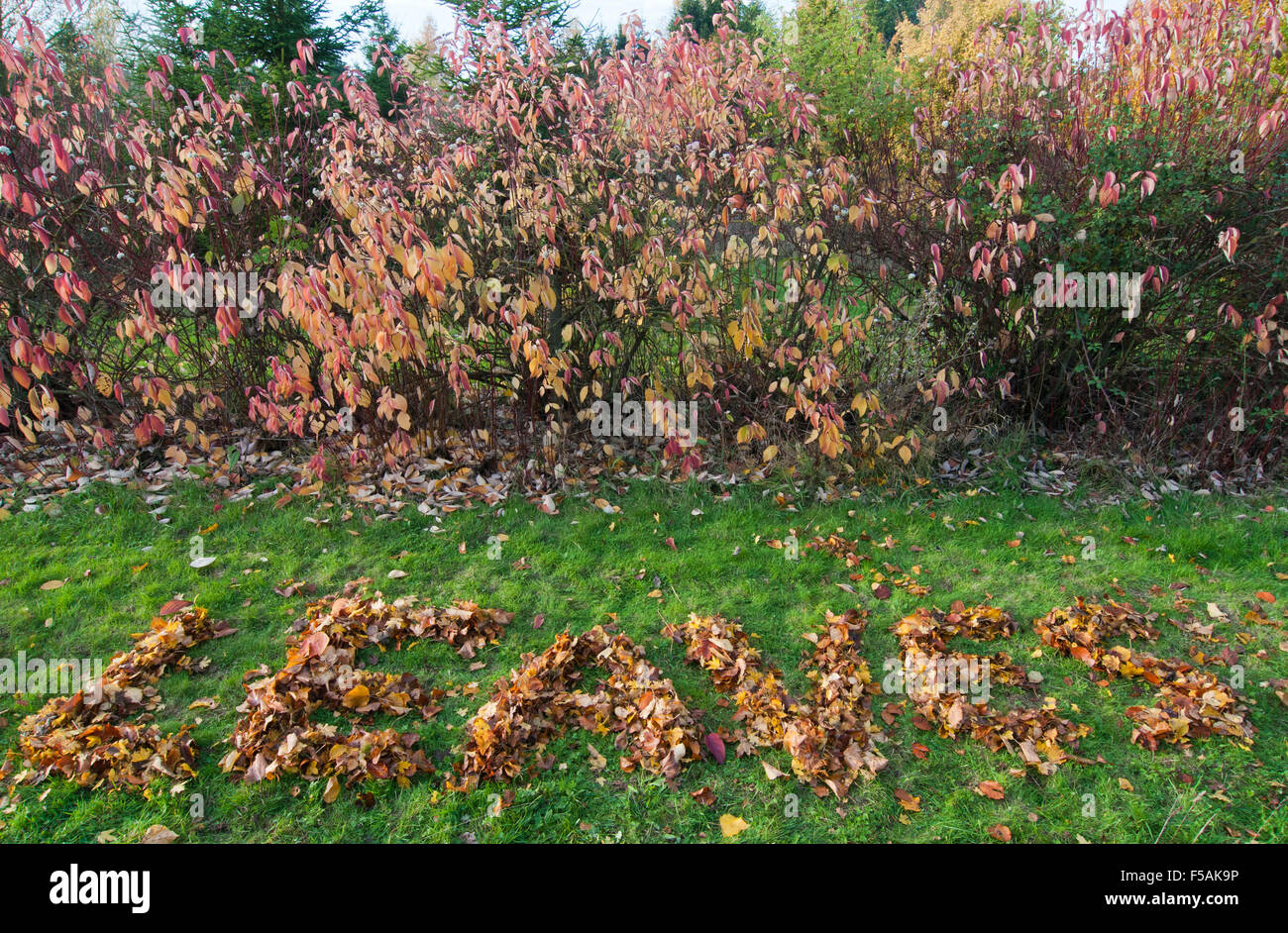 Letters leaves hi-res stock photography and images - Alamy