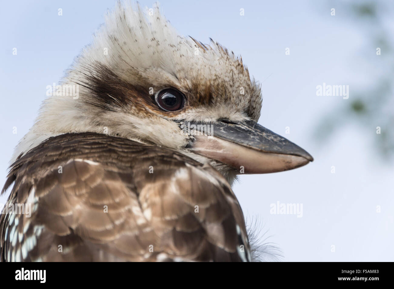 Five Sisters Zoo, Polbeth, Livingstone, Scotland. Kookaburra Stock ...