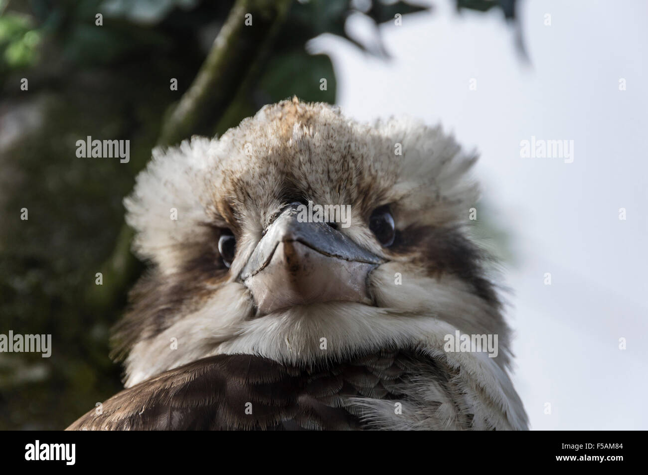 Five Sisters Zoo, Polbeth, Livingstone, Scotland. Kookaburra Stock ...