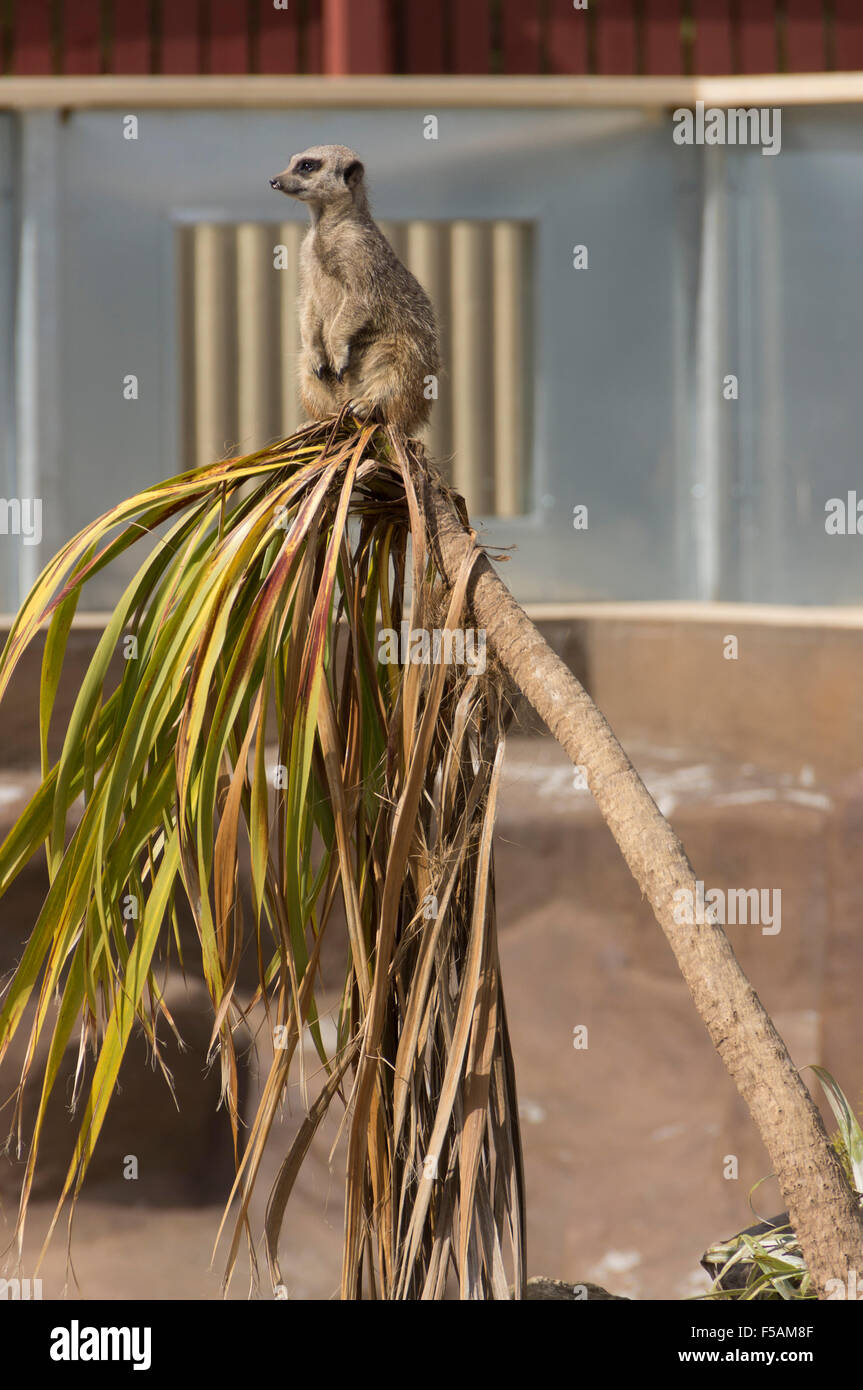 Five Sisters Zoo, Polbeth, Livingstone, Scotland Stock Photo - Alamy