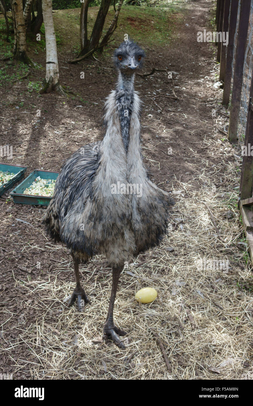 Five Sisters Zoo, Polbeth, Livingstone, Scotland Stock Photo - Alamy
