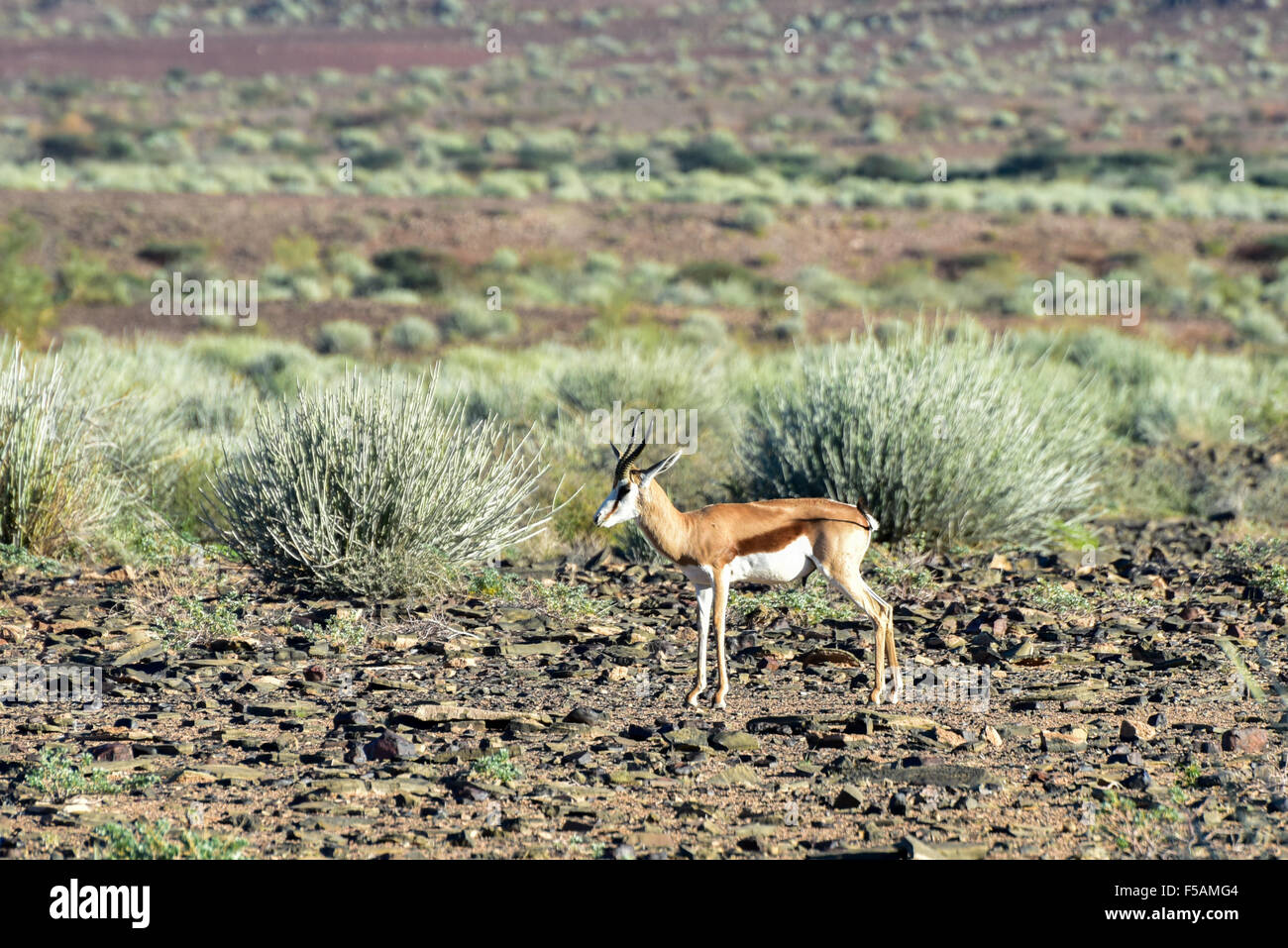 Springbok in the Fish River Canyon in Namibia, Africa. It is the ...