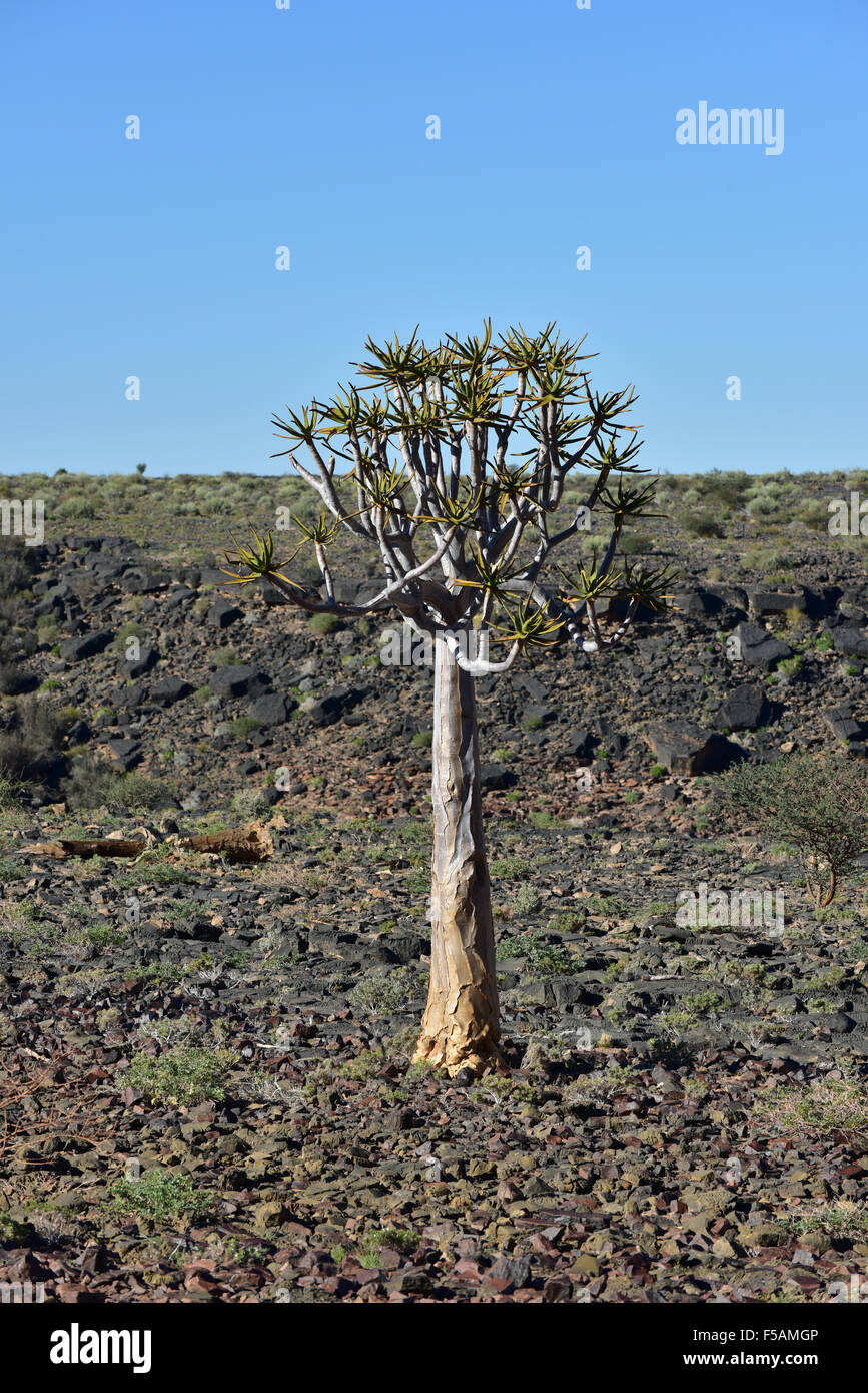 Quiver tree in the Fish River Canyon in Namibia, Africa. It is the ...