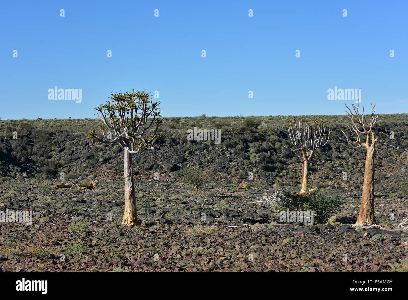 Quiver tree in the Fish River Canyon in Namibia, Africa. It is the ...