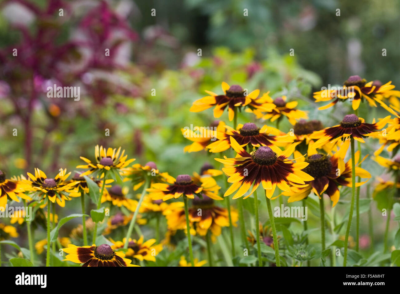 Rudbeckias growing in an herbaceous border Stock Photo - Alamy