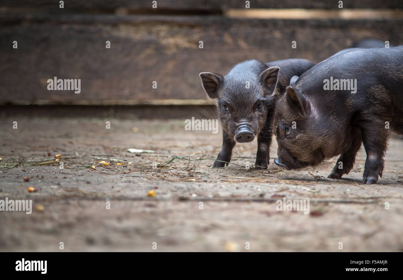 small pigs in the farm Stock Photo - Alamy