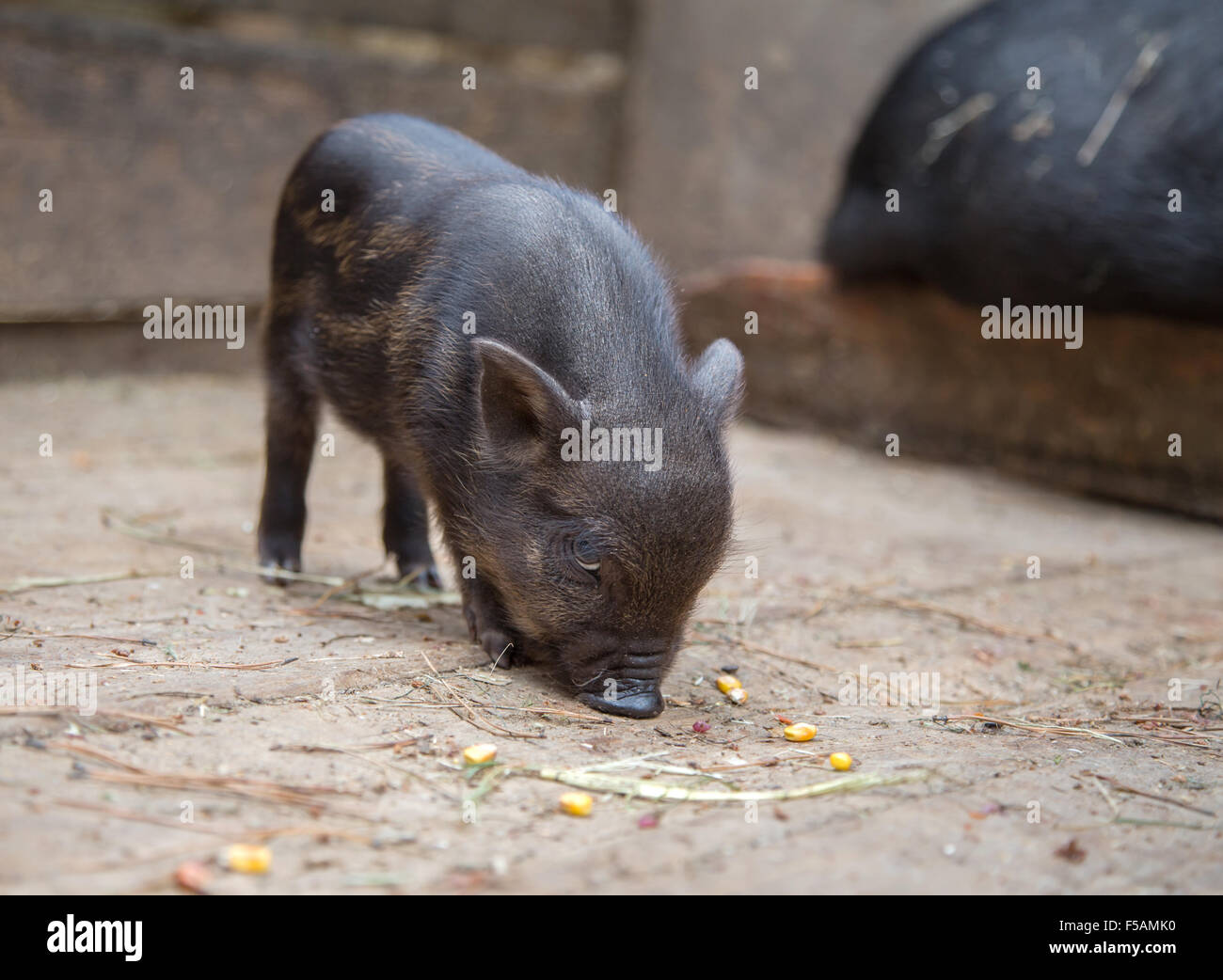 small pigs in the farm Stock Photo - Alamy