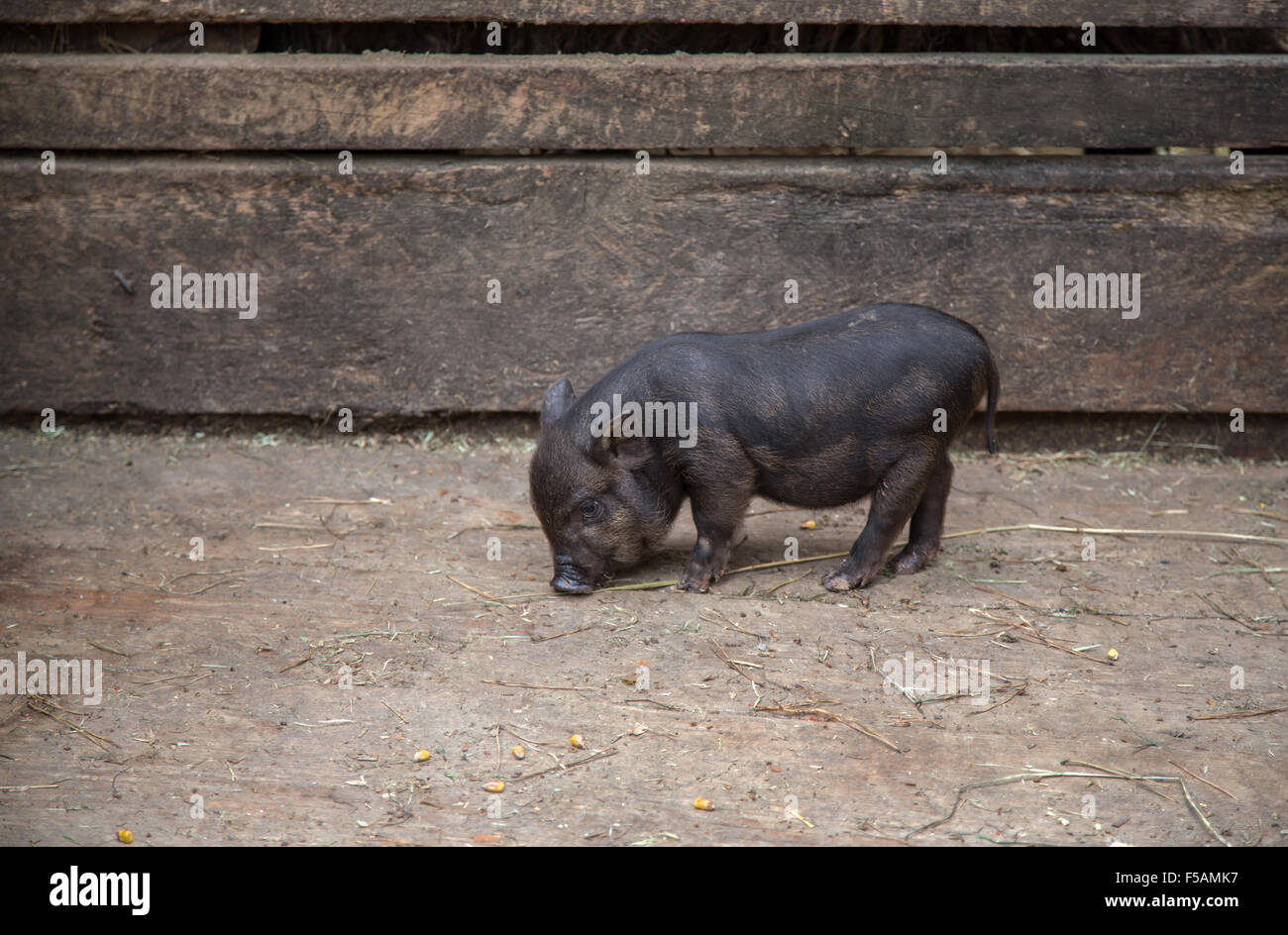 Cute piglet farm hi-res stock photography and images - Alamy