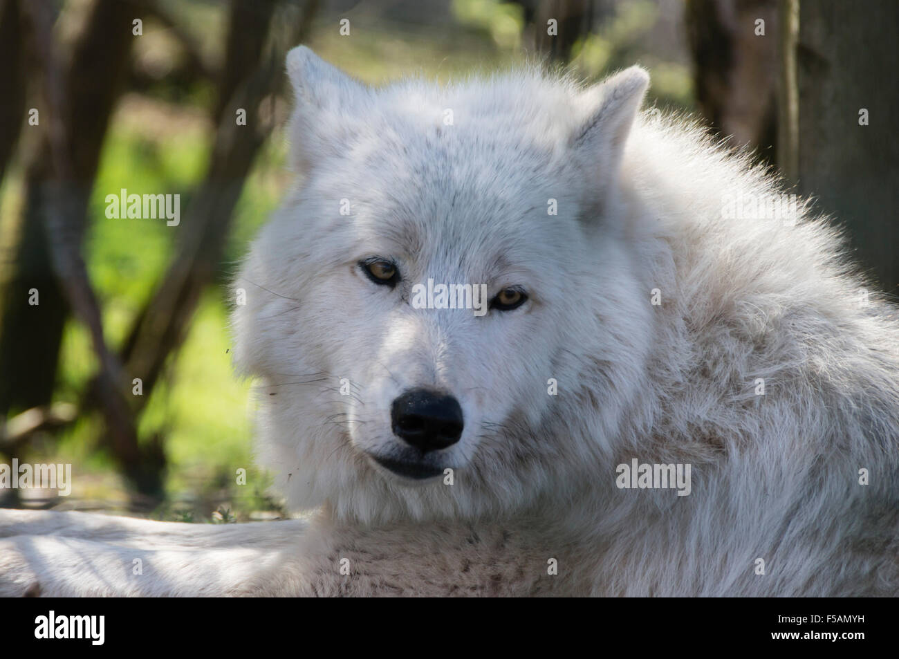 Five Sisters Zoo, Polbeth, Livingstone, Scotland. Arctic wolf Stock ...